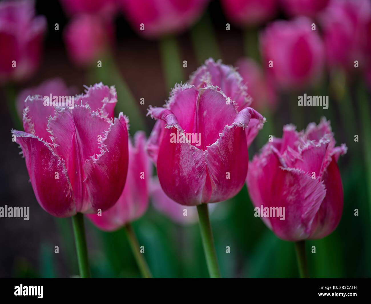Fancy tulip close up Stock Photo - Alamy