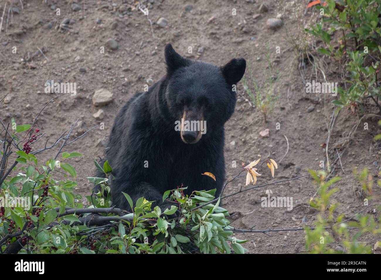 Huckleberries bear hi-res stock photography and images - Alamy