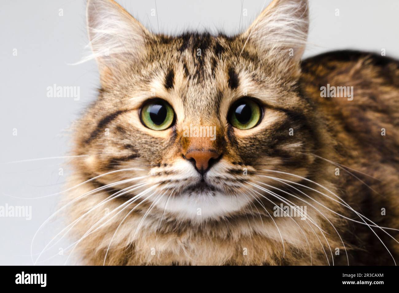 Male tom tabby cat hi-res stock photography and images - Alamy