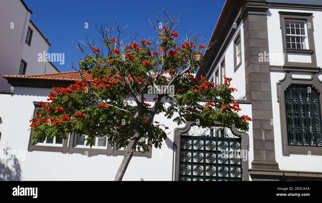 Flowering tree in Funchal, Madeira Stock Photo - Alamy