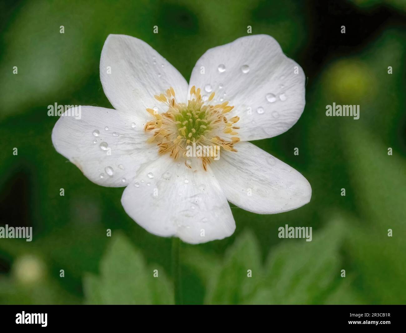Meadow anemone with water droplets after a spring morning rain at ...