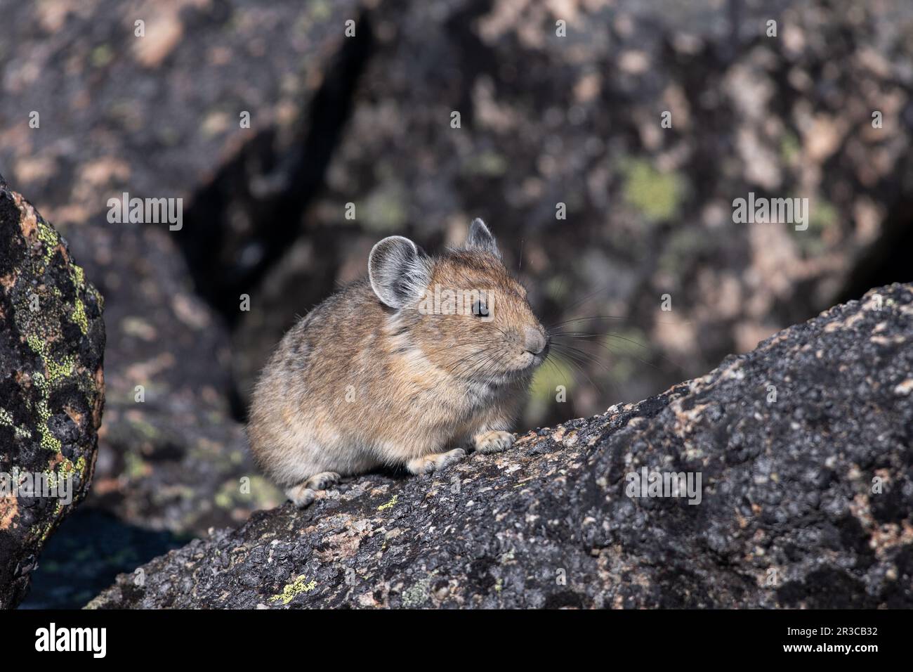 Collared pika sitting on a rock Stock Photo - Alamy