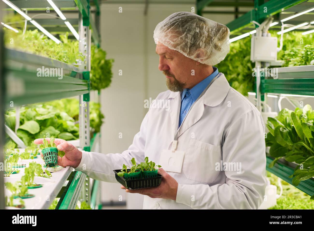 Side view of professional agro engineer working with lettuce seedlings ...