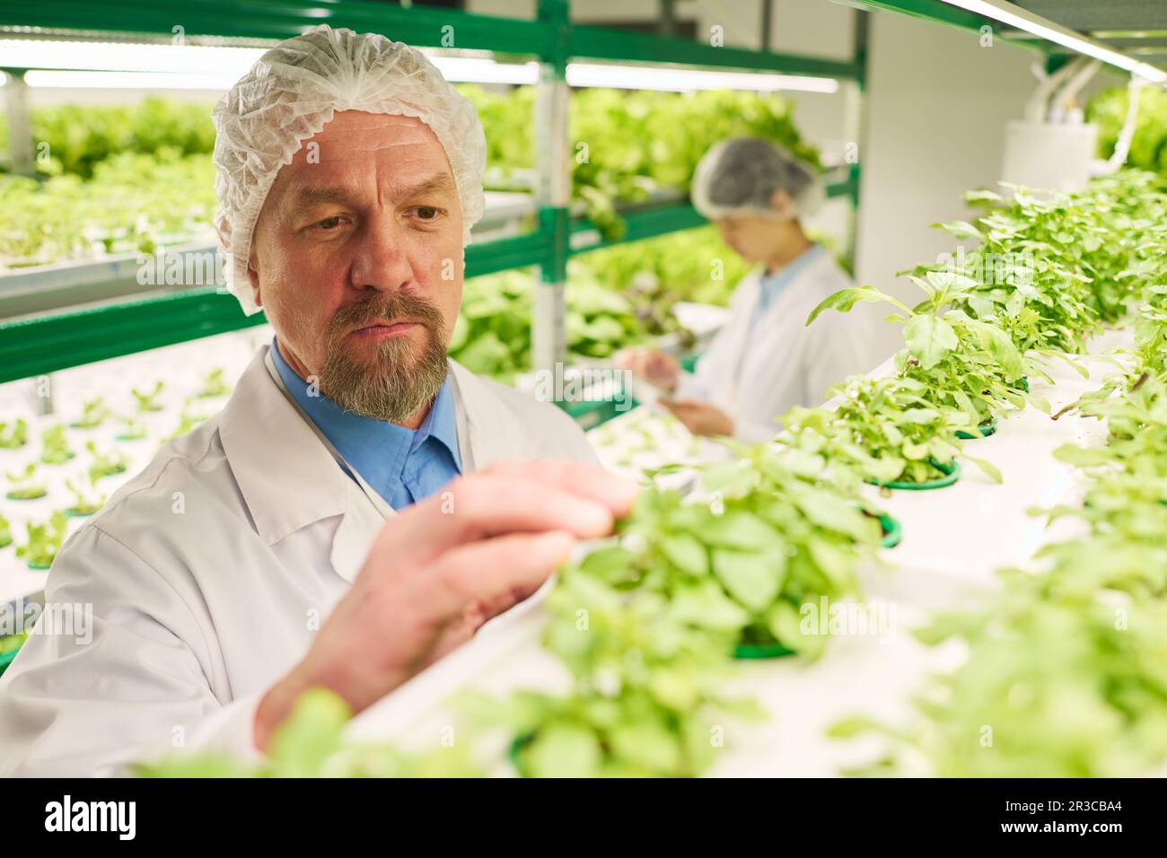 Mature man in lab coat and cap looking at green lettuce seedlings ...