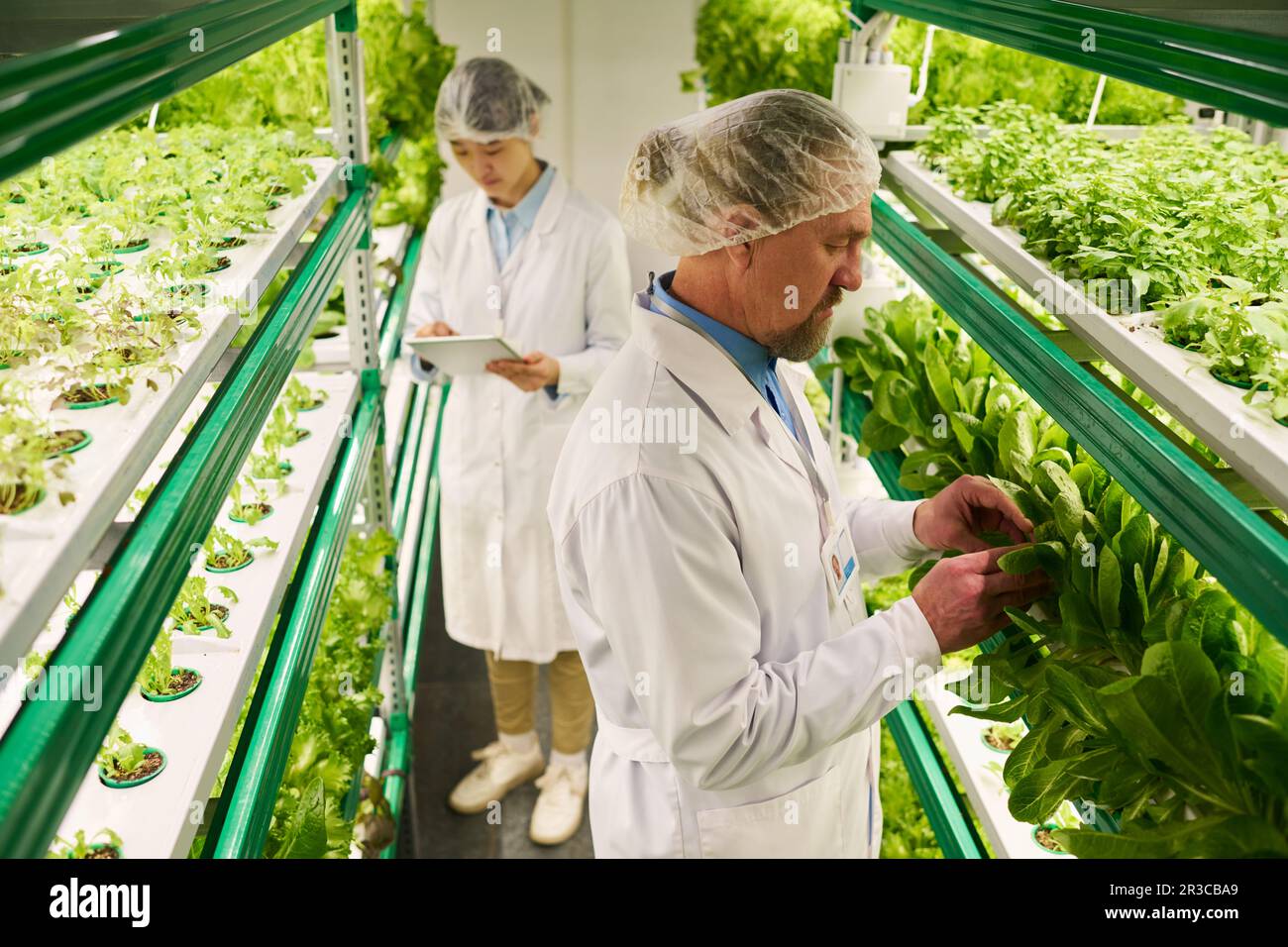 Leafy cap hi-res stock photography and images - Alamy