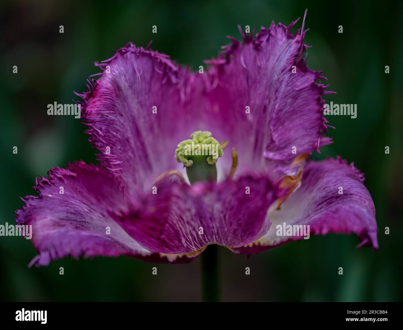 Fancy tulip close up Stock Photo - Alamy