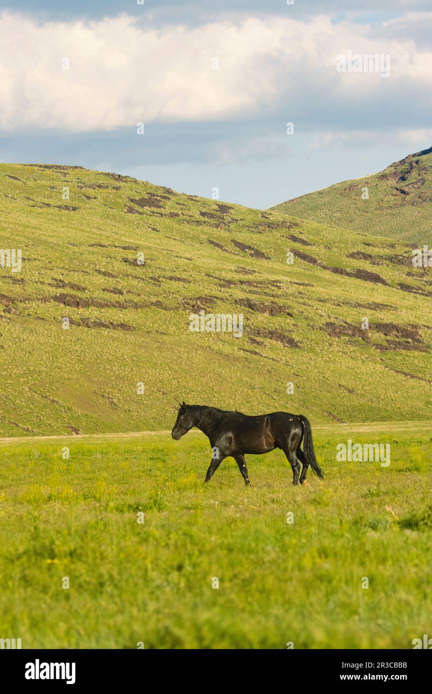 Wild Stallion in the Smoke Creek Desert - Lassen County California, USA ...