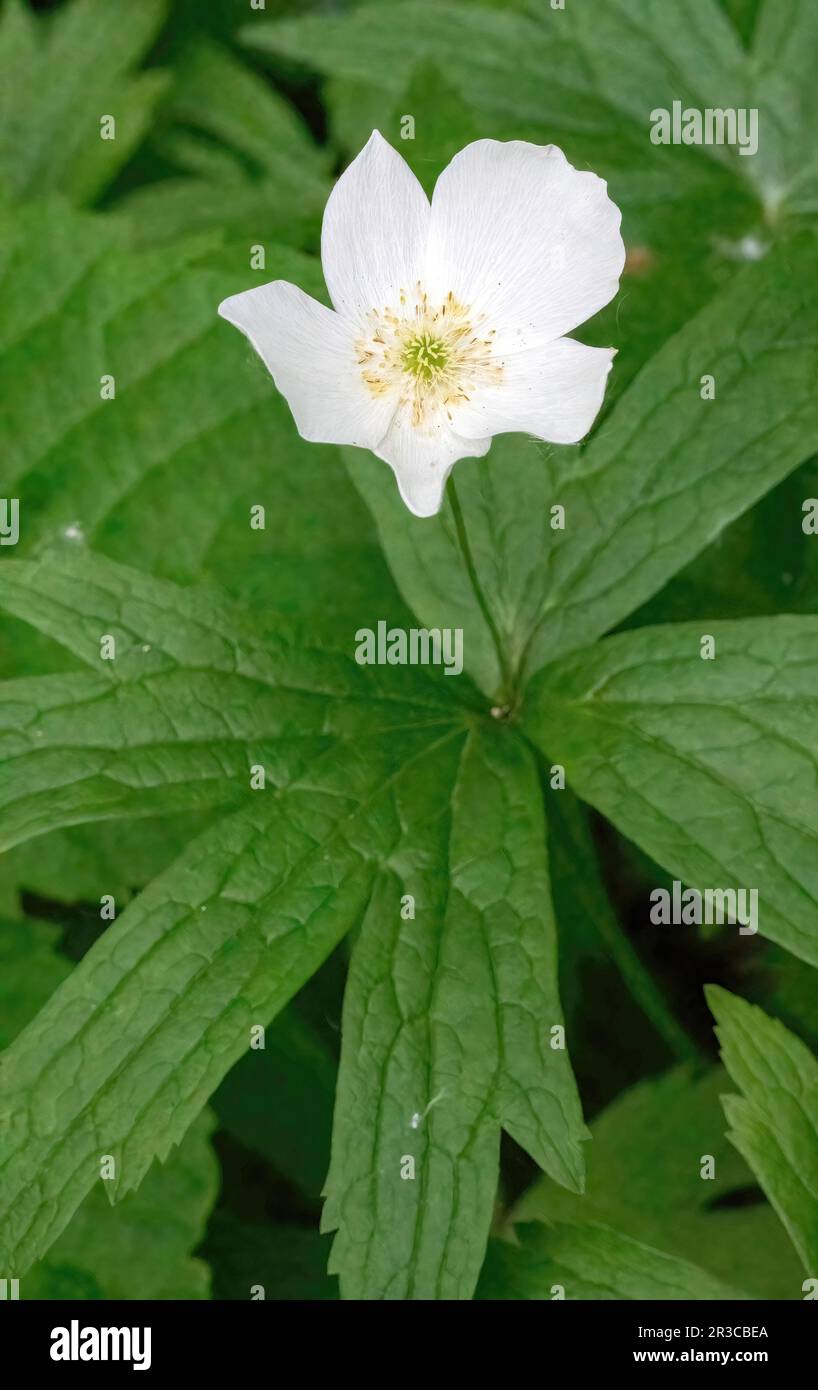 Meadow anemone with water droplets after a spring morning rain at ...