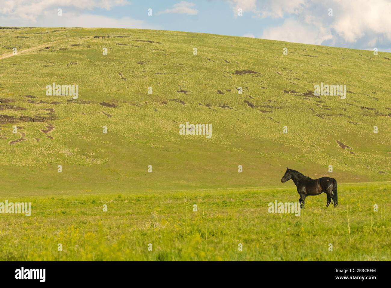 Wild Stallion in the Smoke Creek Desert - Lassen County California, USA ...