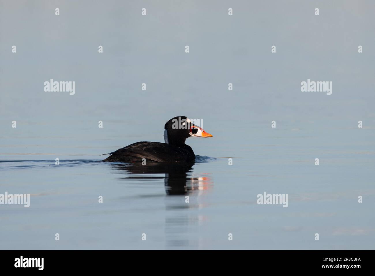 Surf scoter in the ocean Stock Photo - Alamy