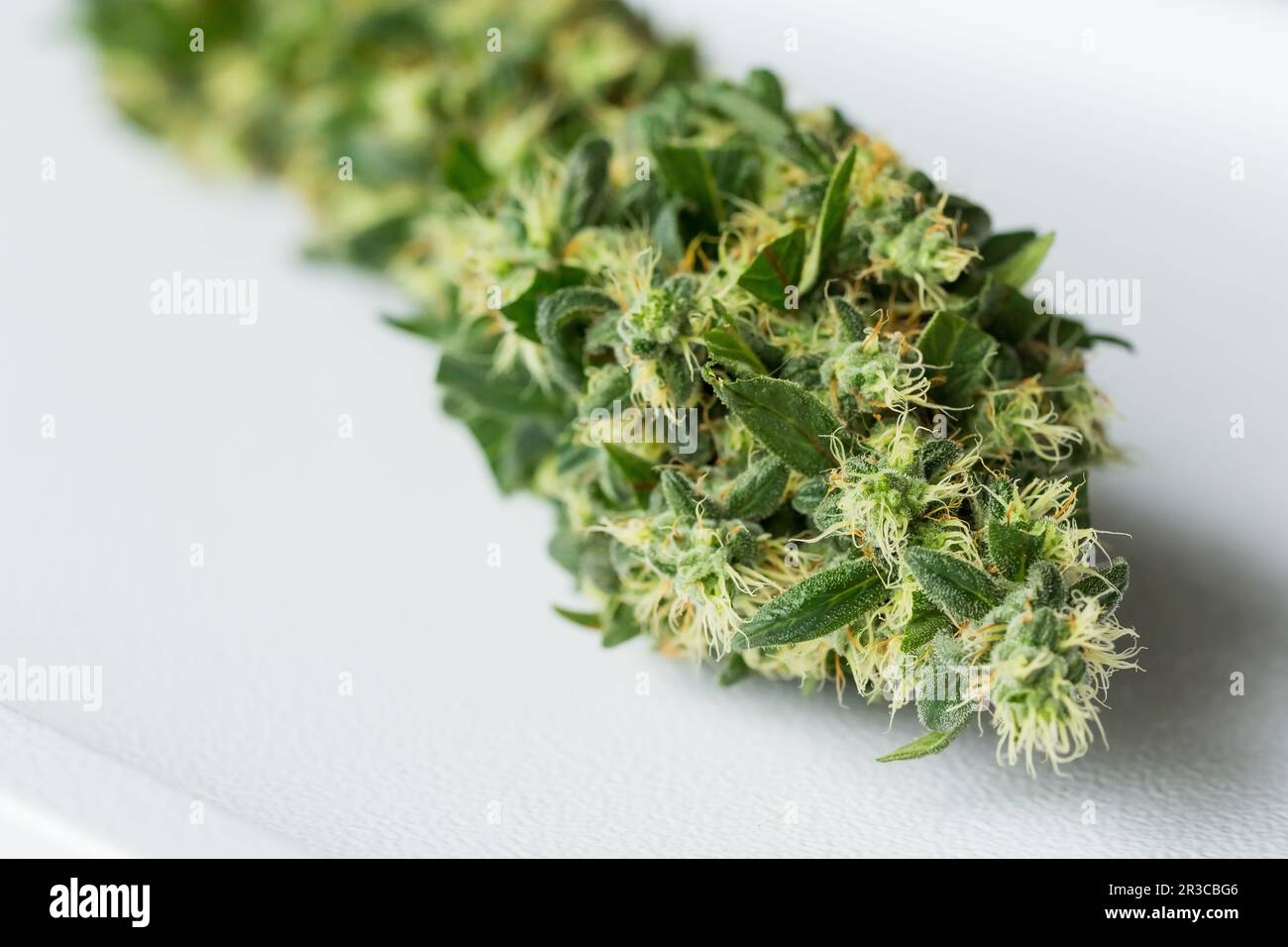 Female cannabis flower close hi-res stock photography and images - Alamy