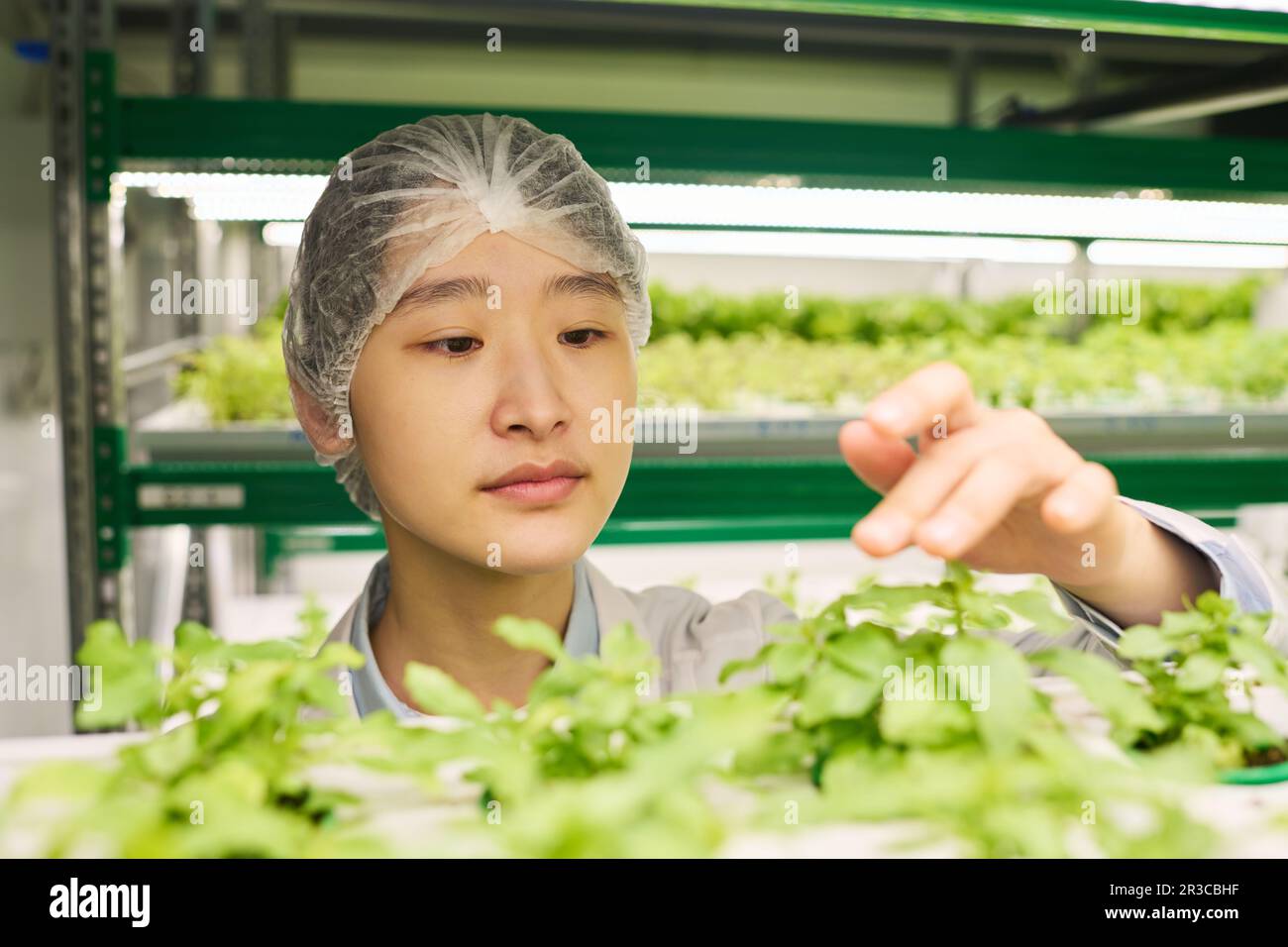 Focus on face of young Asian female agro engineer choosing green seedlings of new sorts of leafy ...