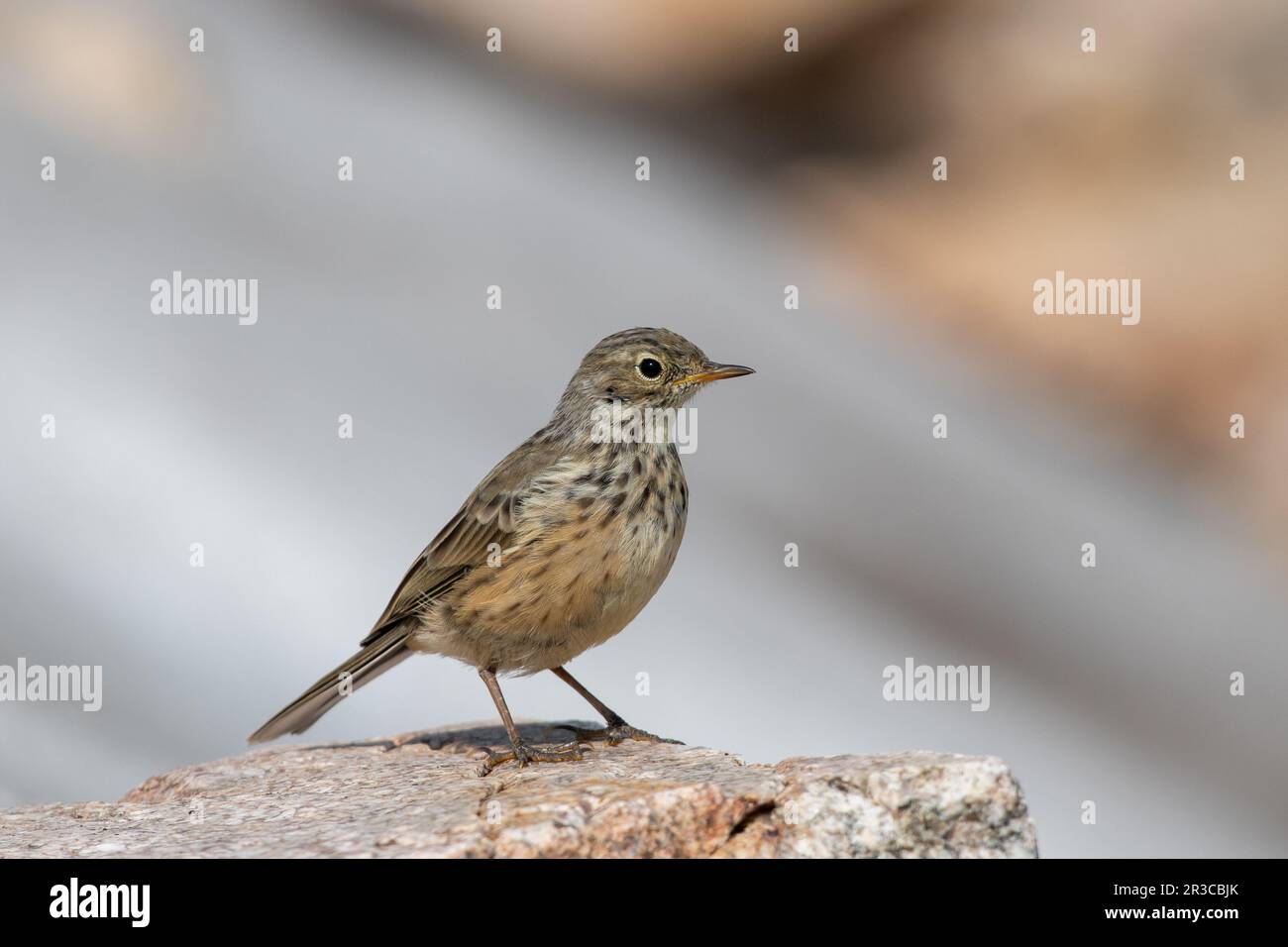 American pipit posing on a rock Stock Photo - Alamy
