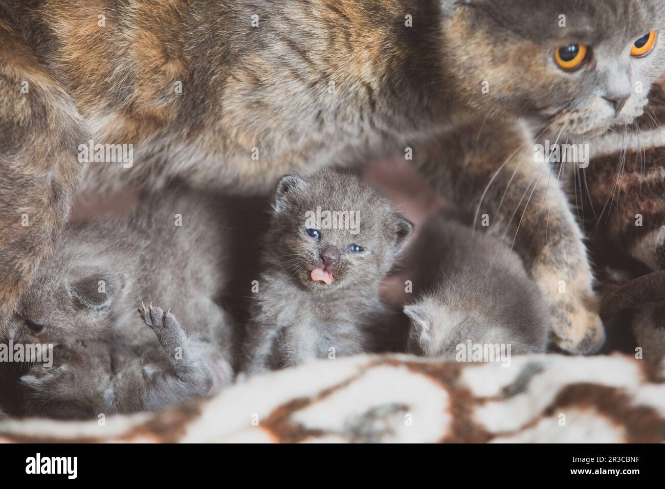 Nursing mother cat hi-res stock photography and images - Alamy