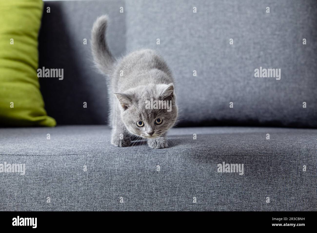 Beautiful little kitten scottish fold hi-res stock photography and ...