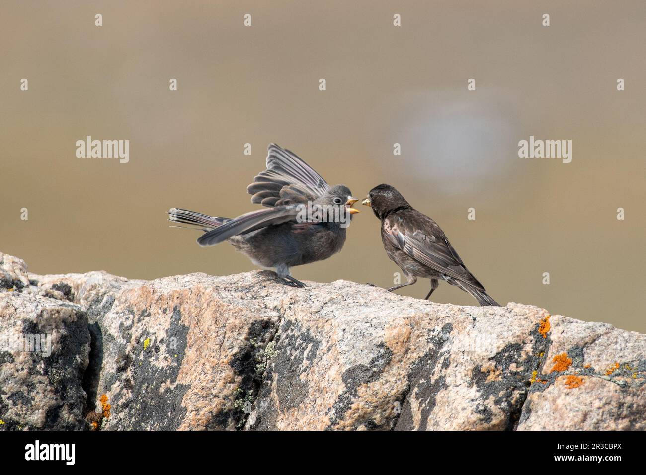 Black rosy-finch feeding young Stock Photo - Alamy