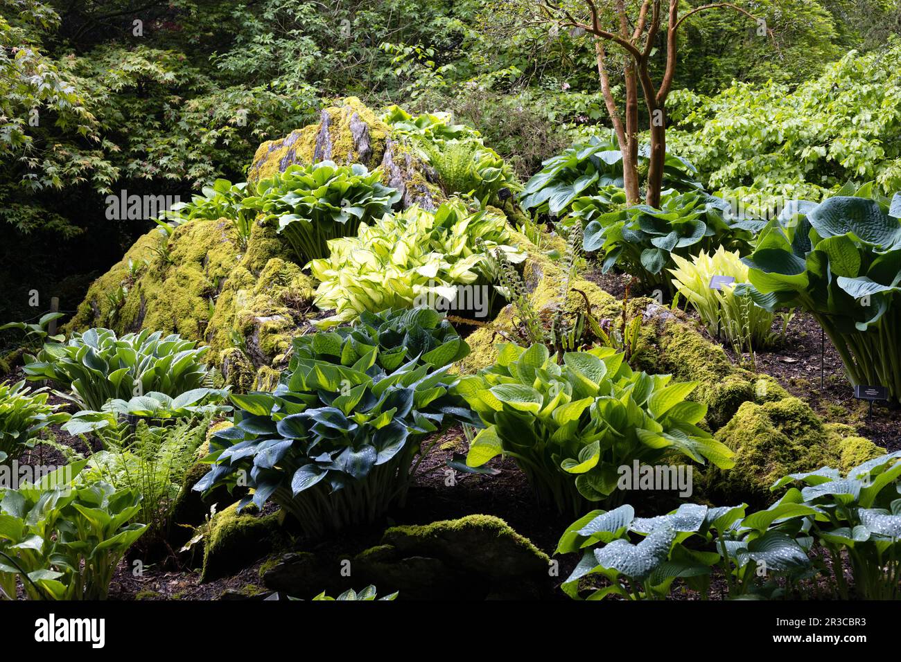A beautiful hosta garden with hostas planted on and around large rocks ...