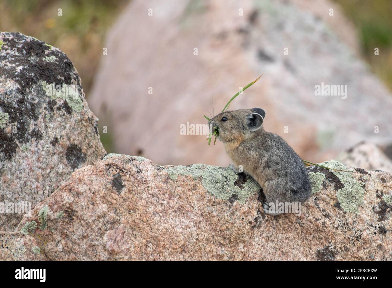 Collared pika sitting on rock with grass in mouth Stock Photo - Alamy
