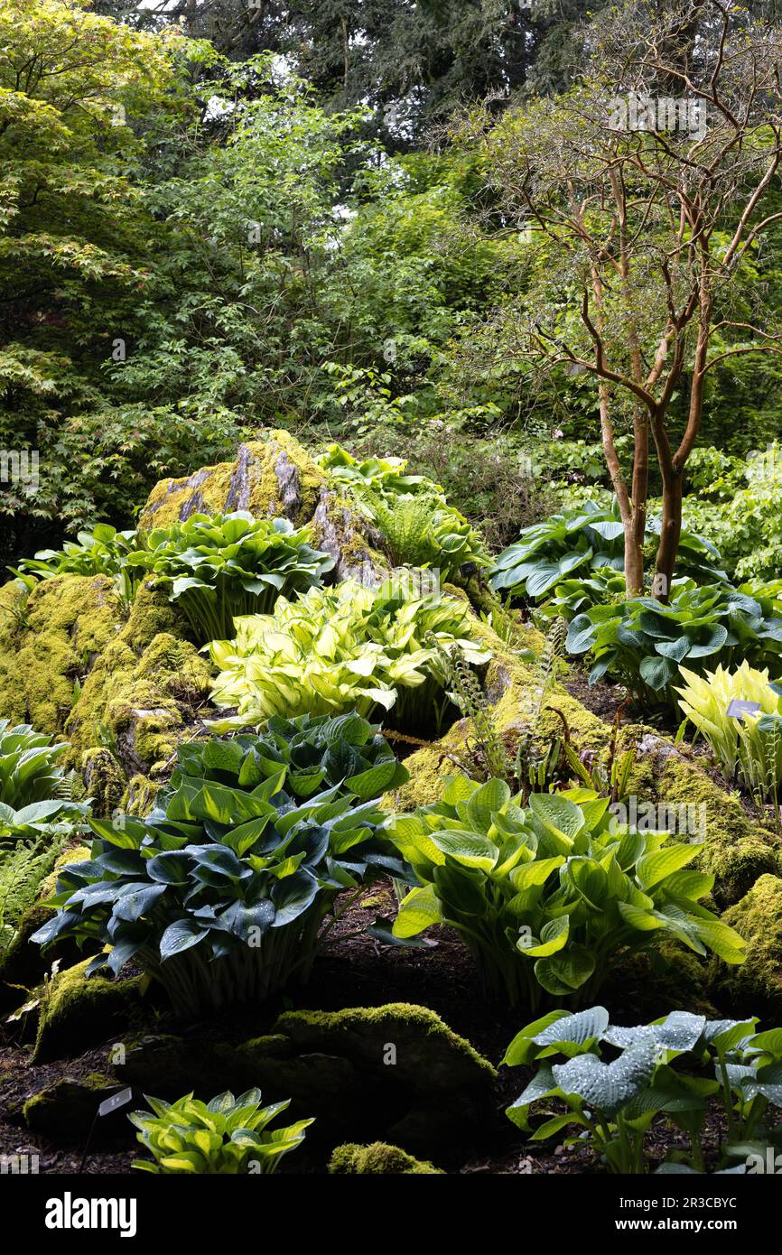 A beautiful hosta garden with hostas planted on and around large rocks ...