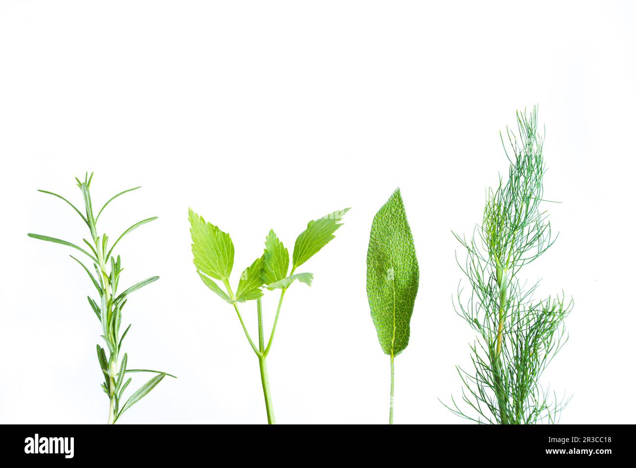 Four tiny twigs of aromatic plants, isolated on white Stock Photo - Alamy