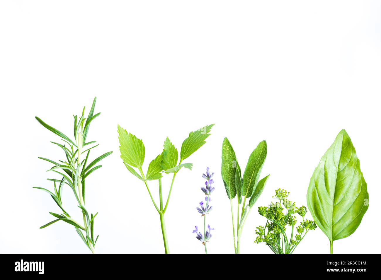 Begining of life, spring mood in natural enviroment Stock Photo - Alamy