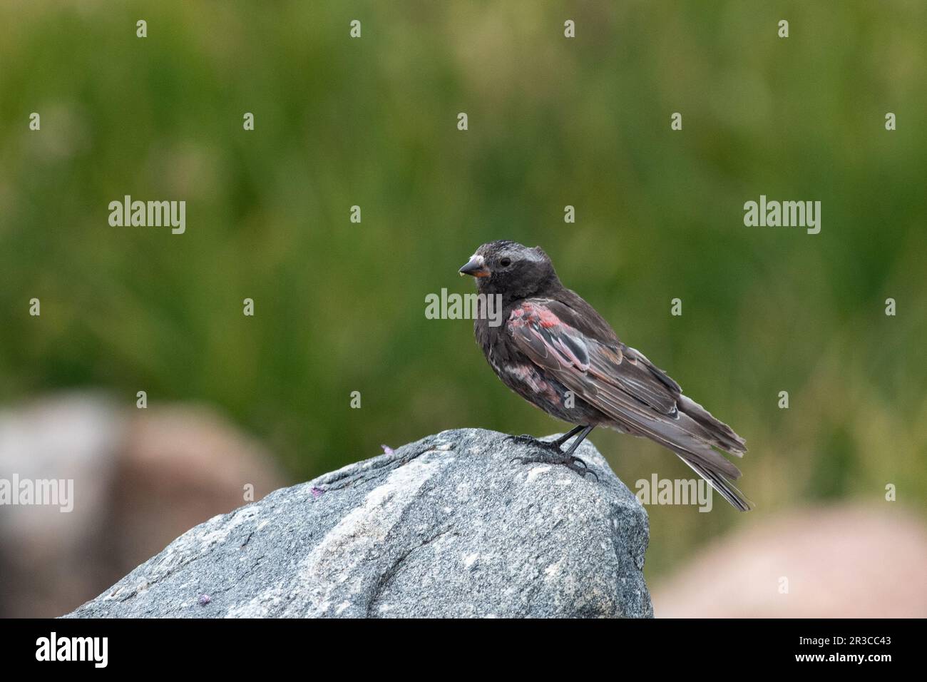 Black rosy-finch sitting on a rock Stock Photo - Alamy