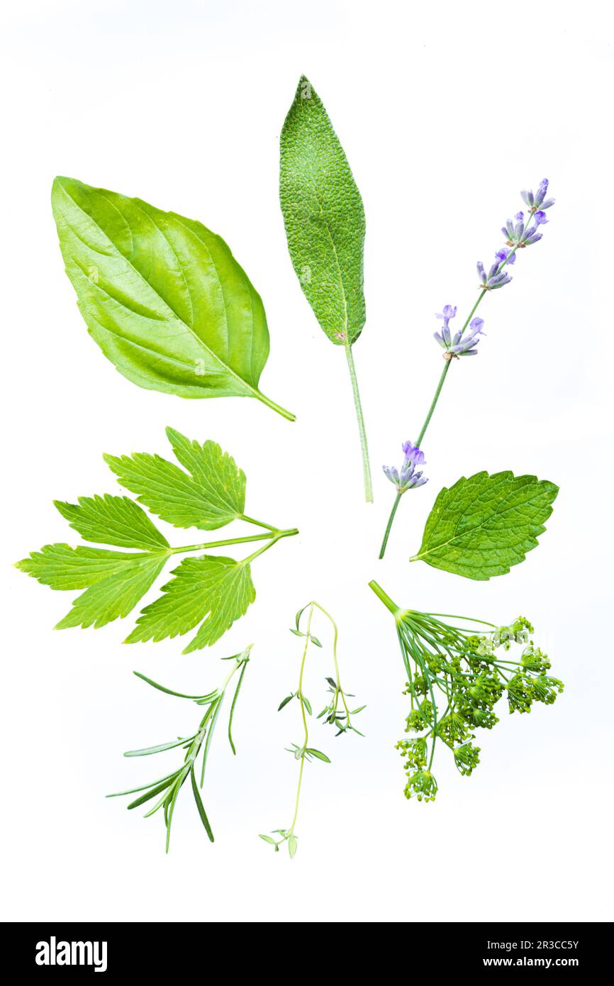Fresh tender leaves hi-res stock photography and images - Alamy
