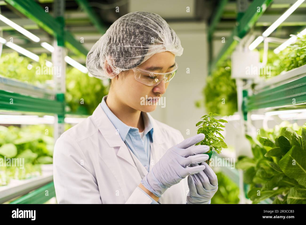 Focus on young Asian female bio engineer in gloves holding green ...