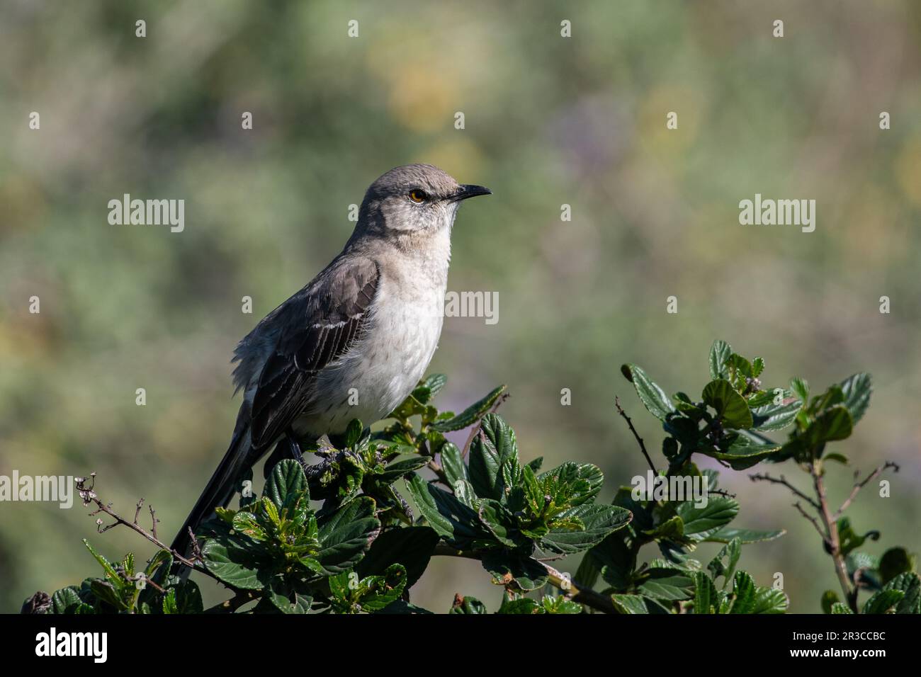 Northern mockingbird sitting on a perch Stock Photo - Alamy