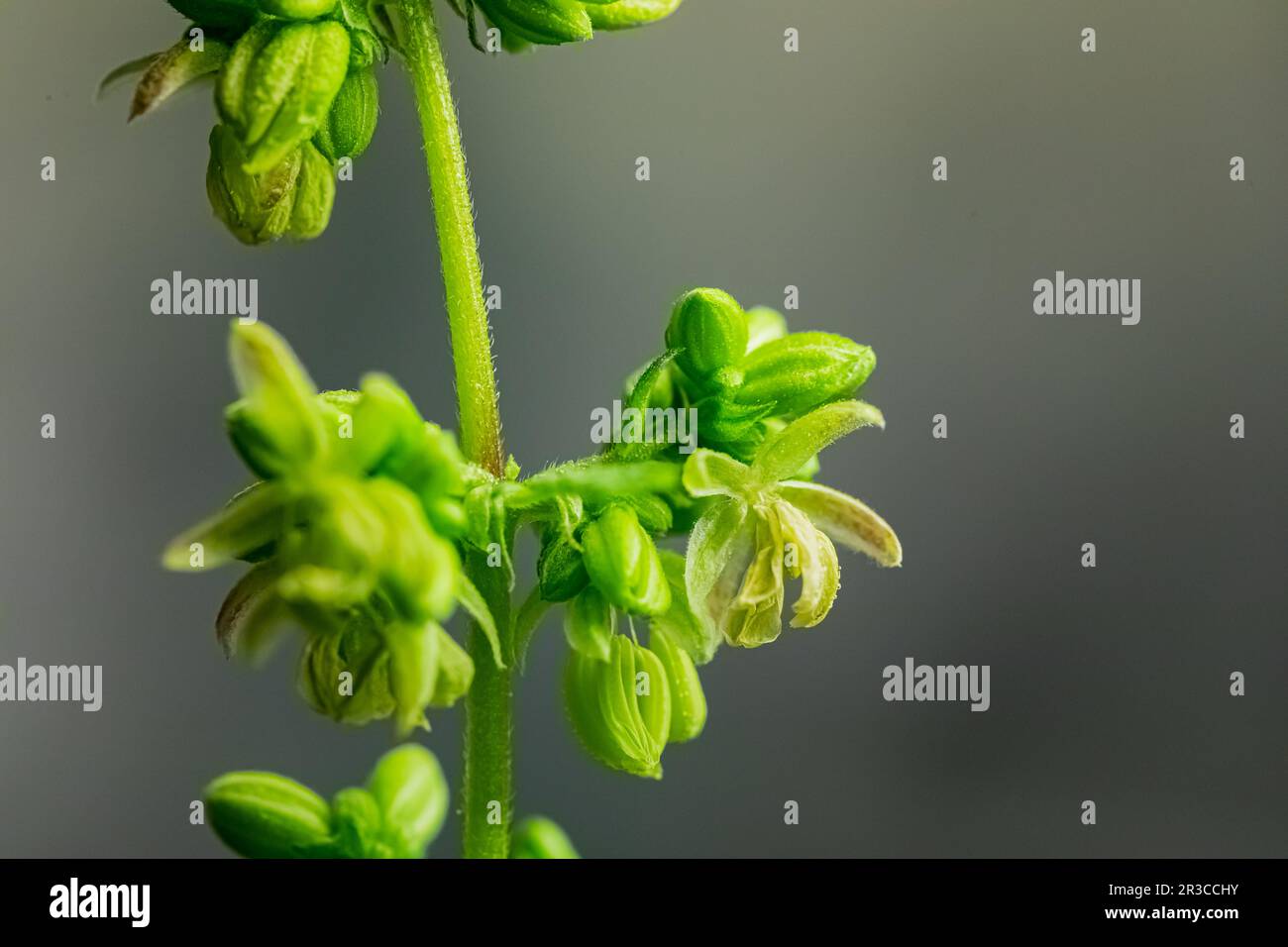 Close up Male Cannabis plant showing pollen sacks Stock Photo - Alamy