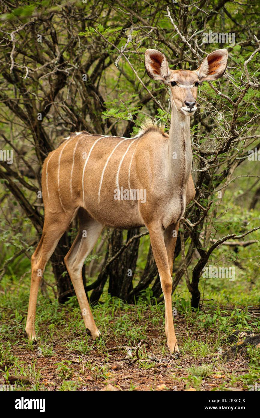 African Kudu