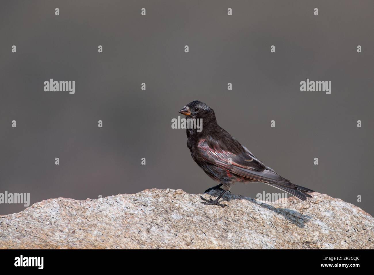 Black rosy-finch sitting on a rock Stock Photo - Alamy