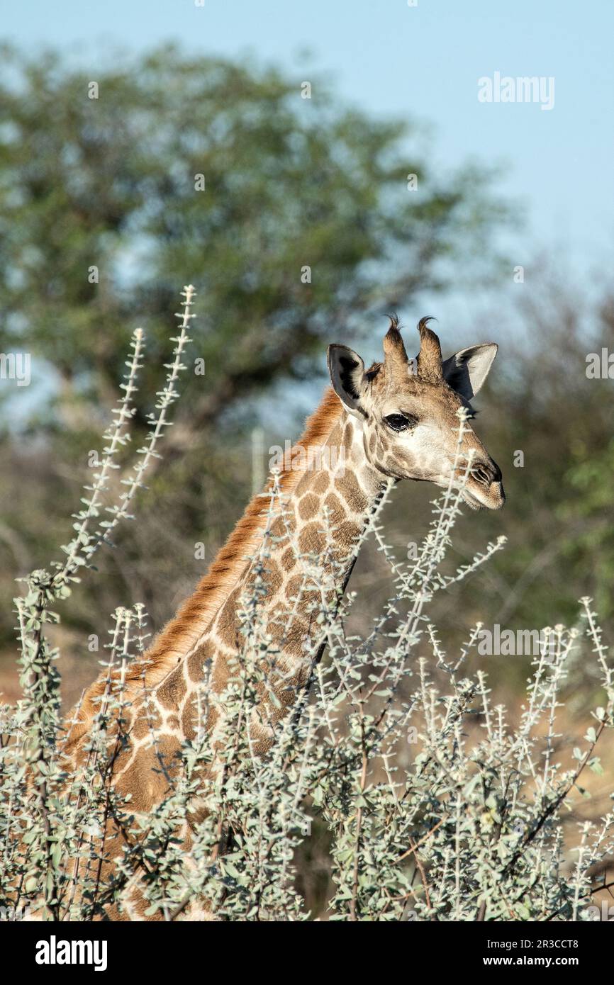 Tufts of hairs on the ears hi-res stock photography and images - Alamy