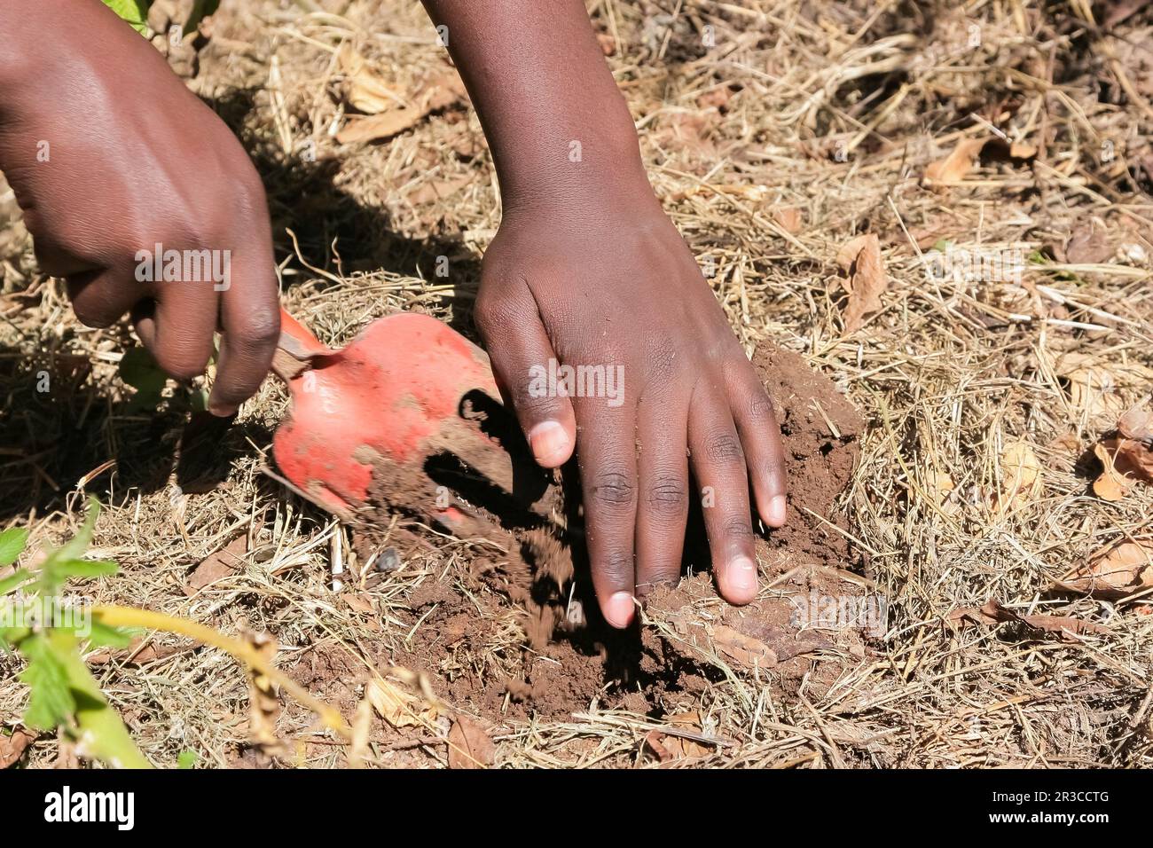 Close up of African child hands planting vegetables in soil Stock Photo ...