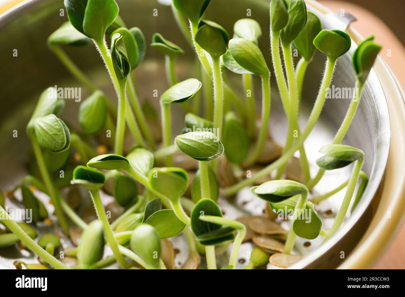 Pumpkin microgreens. Sprouting Microgreens. Seed Germination at home ...