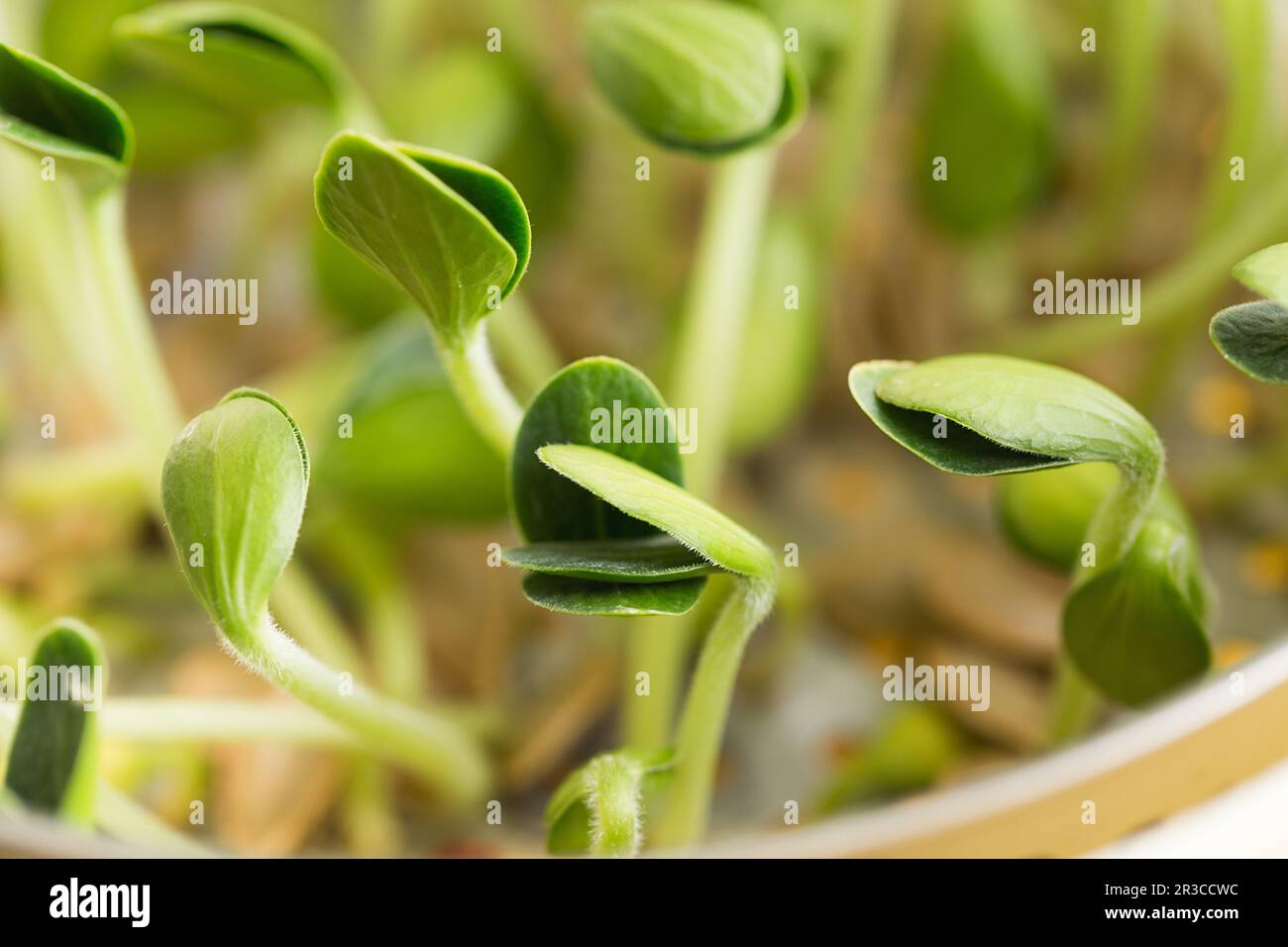 Pumpkin microgreens. Sprouting Microgreens. Seed Germination at home ...