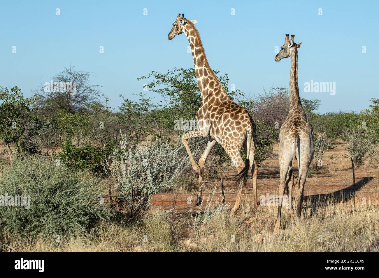 Two giraffes, one climbing over a fence Stock Photo - Alamy