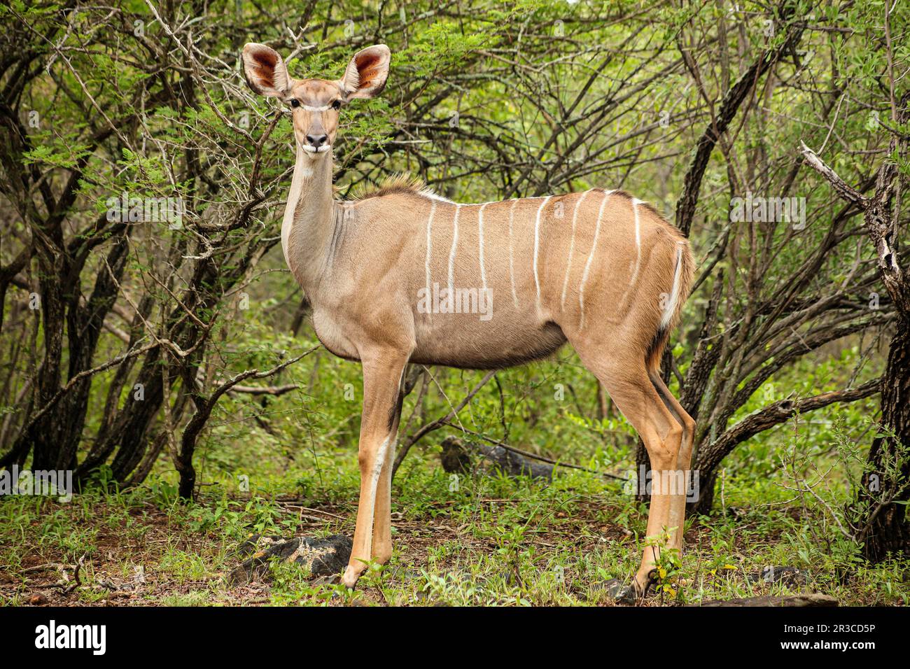 African Kudu Cow antelope in a South African wildlife reserve Stock ...