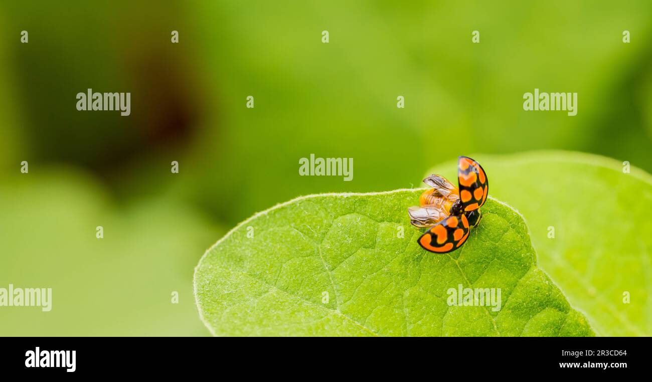 Orange Ladybug close up on a green leaf Stock Photo - Alamy