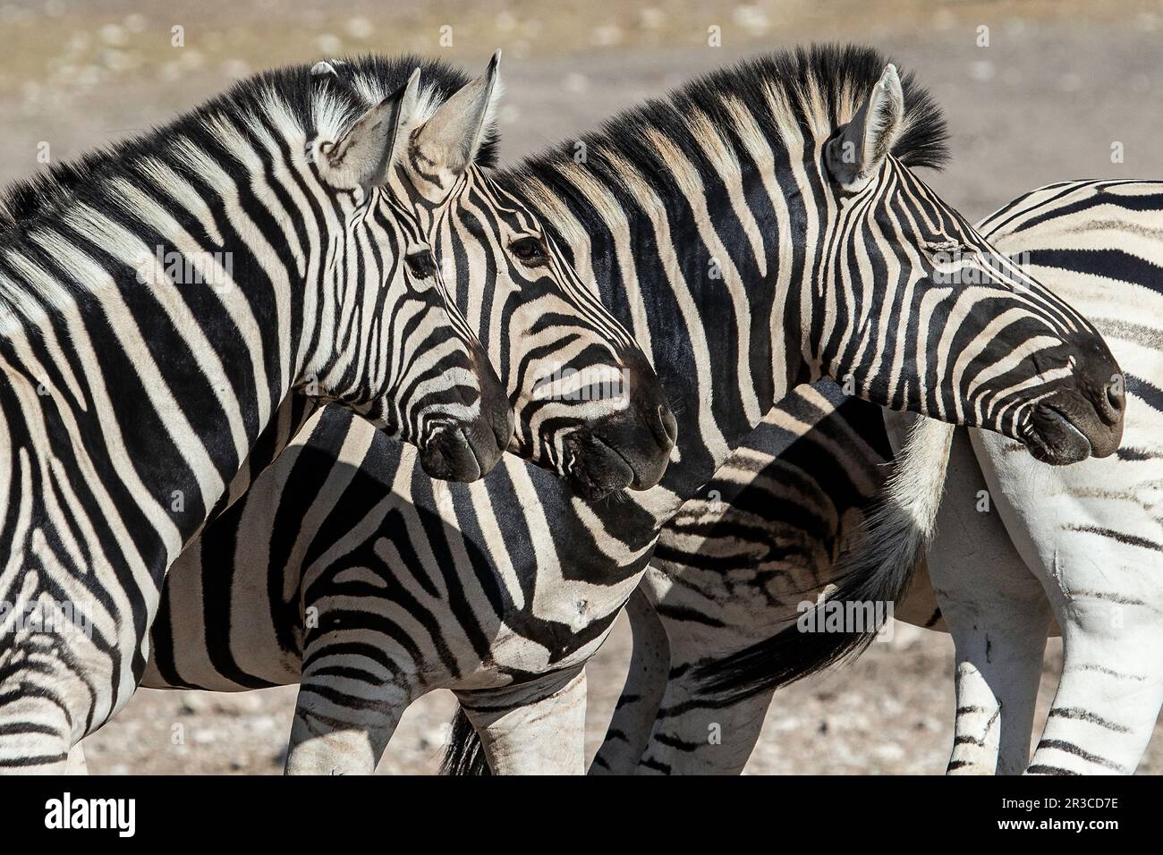 Three overlapping zebra heads Stock Photo - Alamy