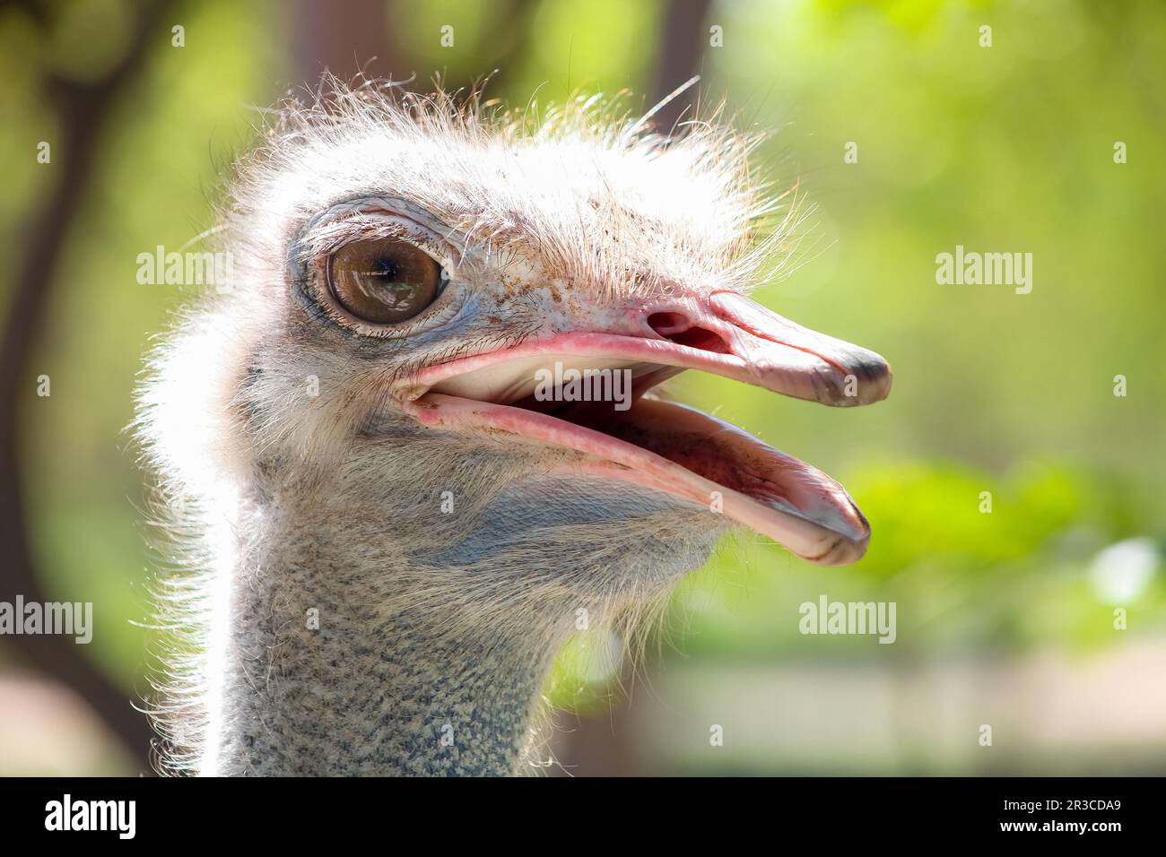 Ostrich head face close up animal hi-res stock photography and images ...