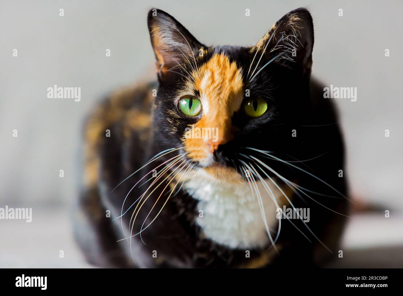 Beautiful calico tortoiseshell tabby cat sitting on a couch Stock Photo ...