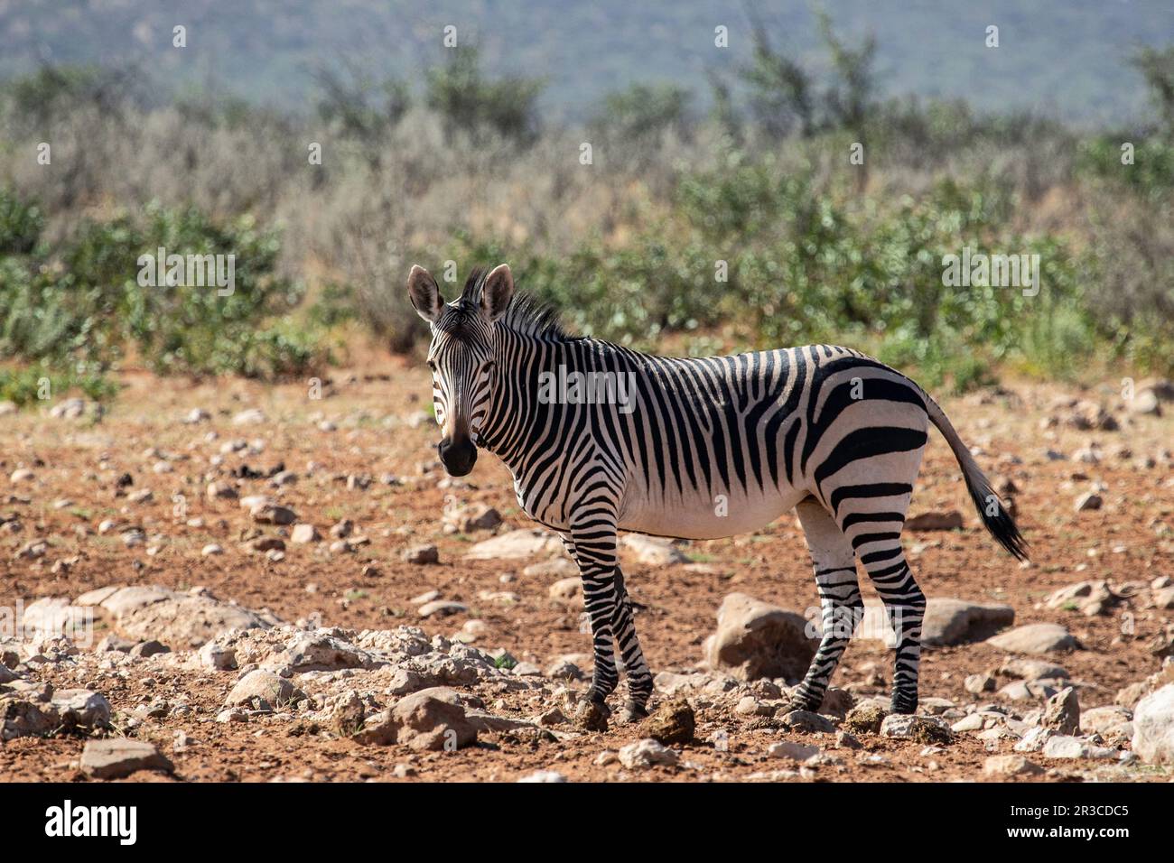 Side view of a Hartmanns mountain zebra, turning to the camera Stock ...