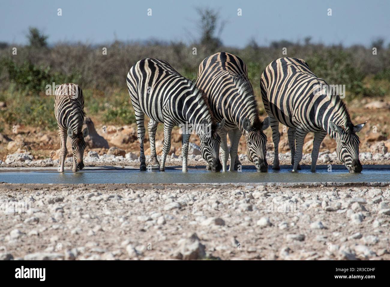 Adult zebras hi-res stock photography and images - Alamy