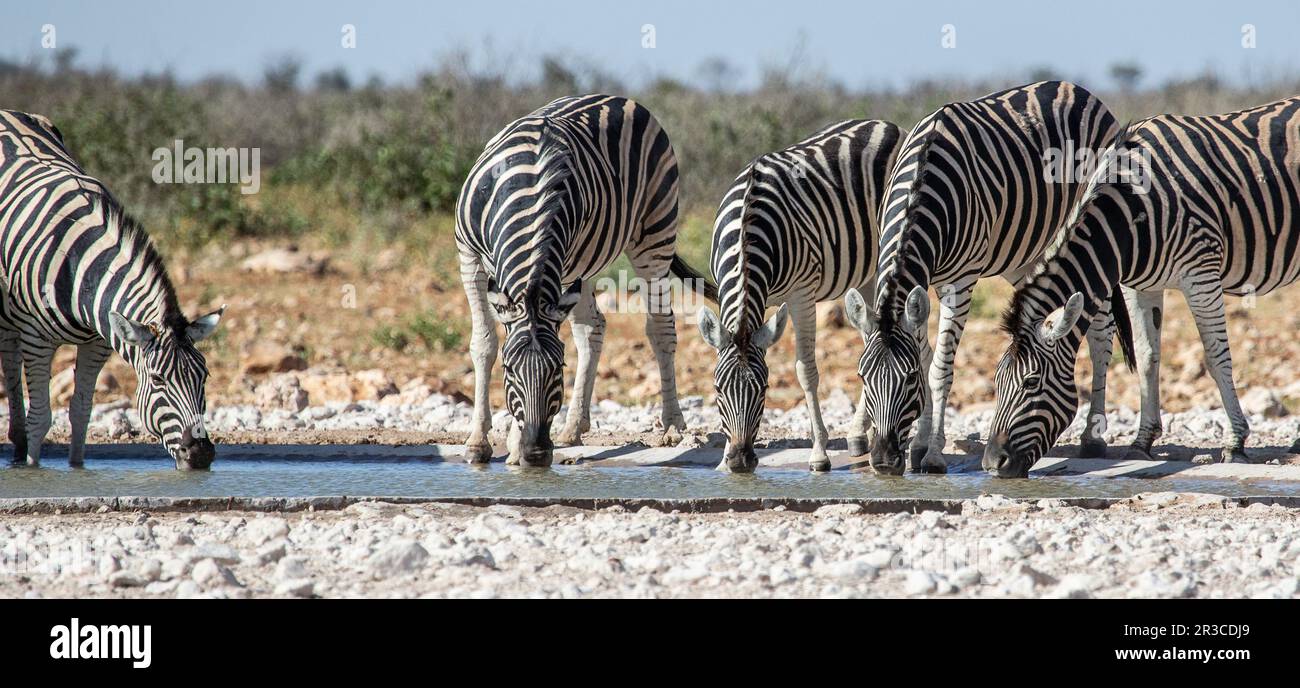 Five adult Burchell's Zebras drinking at a waterhole Stock Photo - Alamy