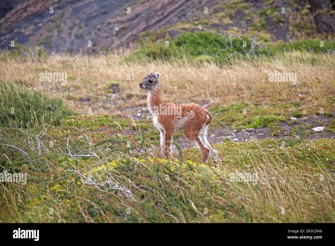 Baby guanaco hi-res stock photography and images - Alamy