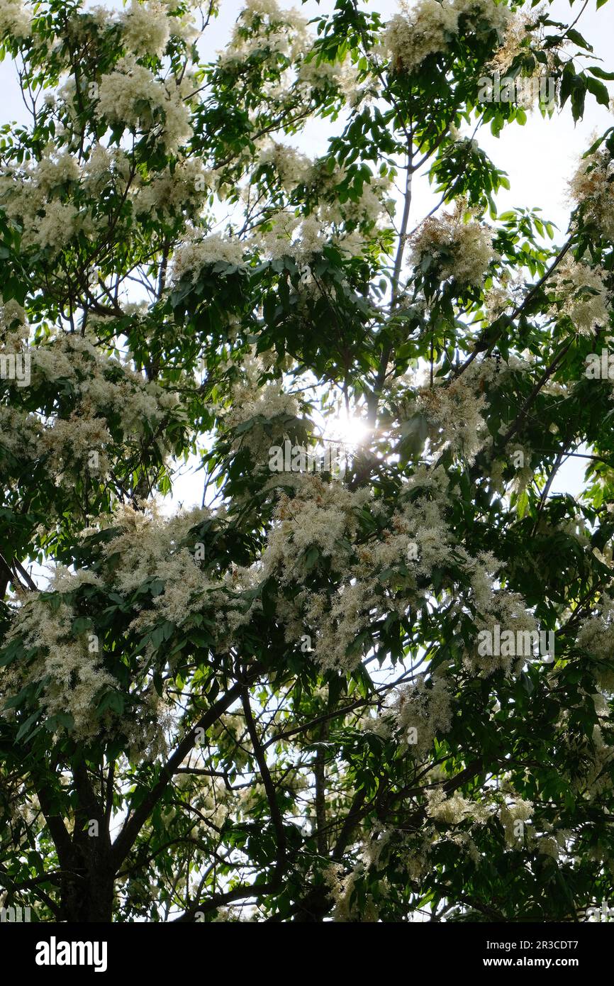 The sun shining through flowers creates a beautiful play of light and ...