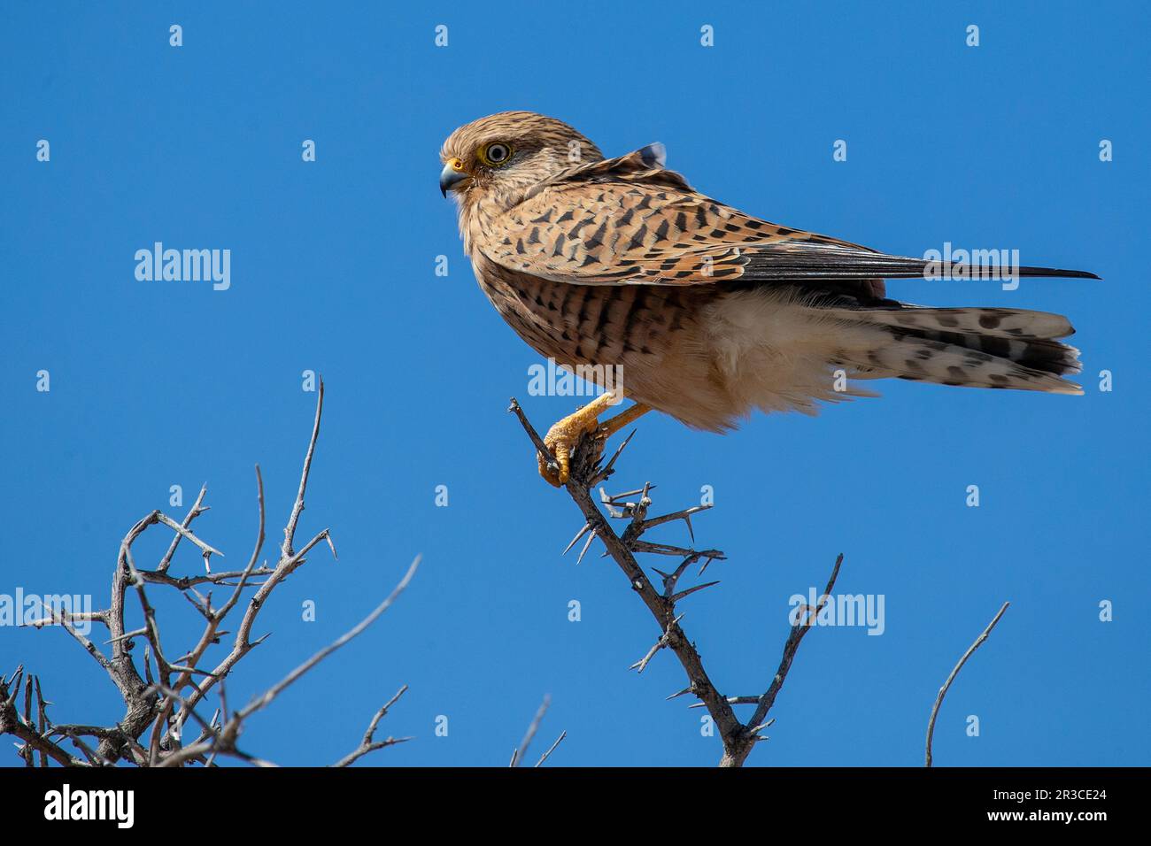 A female Greater Kestrel perched on a branch Stock Photo - Alamy