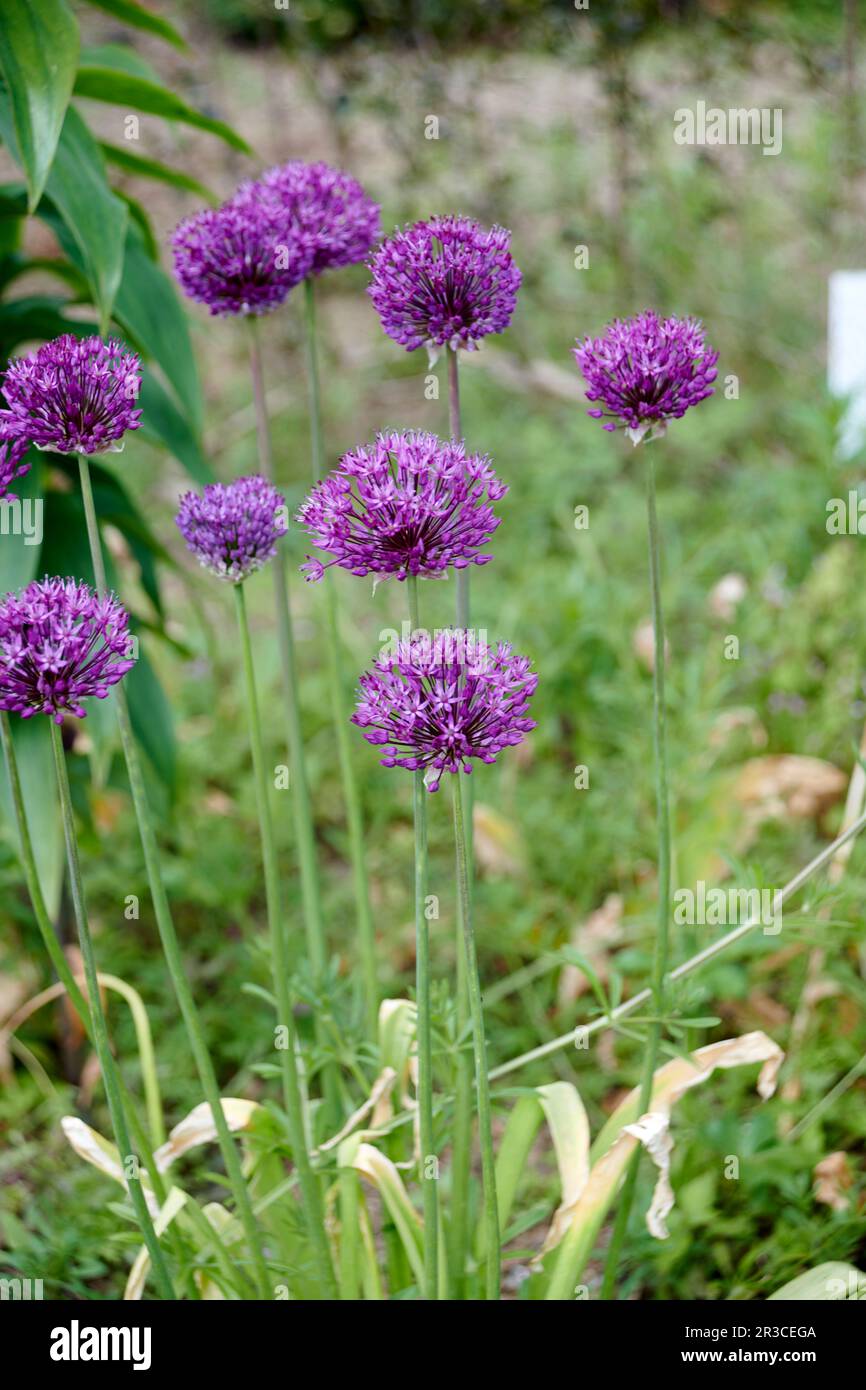 Allium hollandicum Purple sensation Persian onion or Dutch garlic large ...