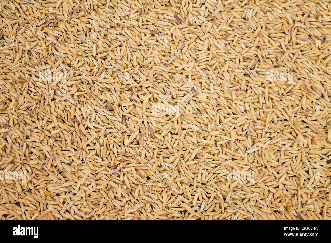 Close up paddy texture seen from the top angle Stock Photo - Alamy